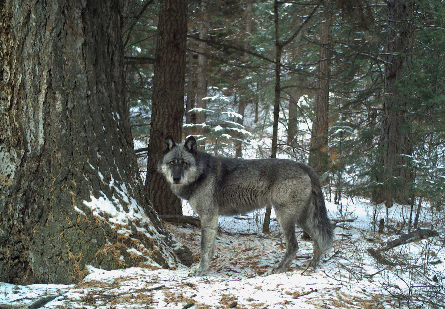 Gray Wolf Update — The Lands Council