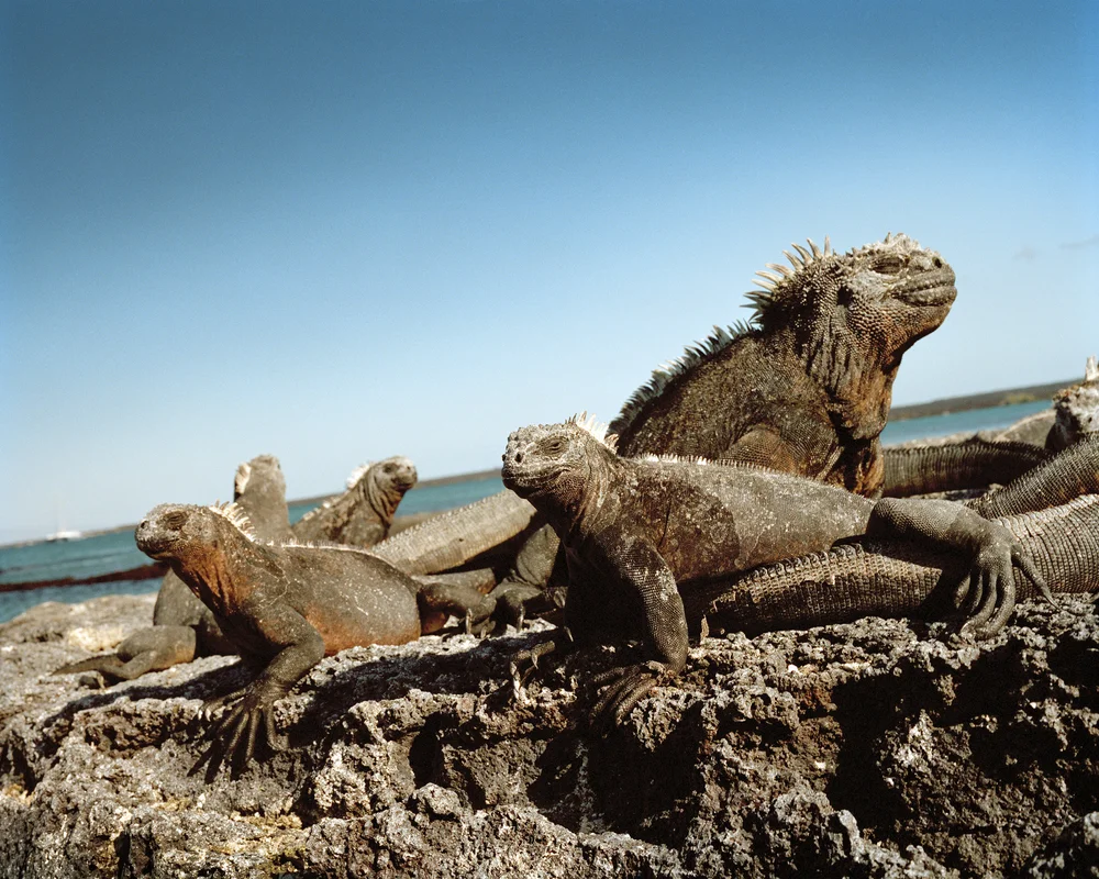 Marine Iguana