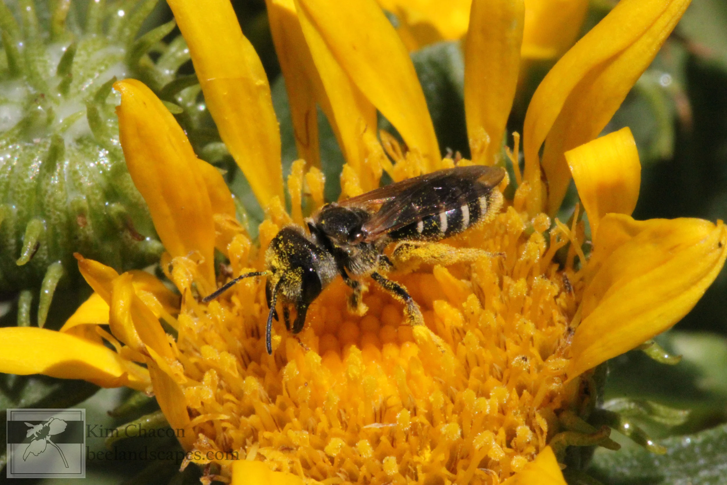 Resilient Bee Landscapes