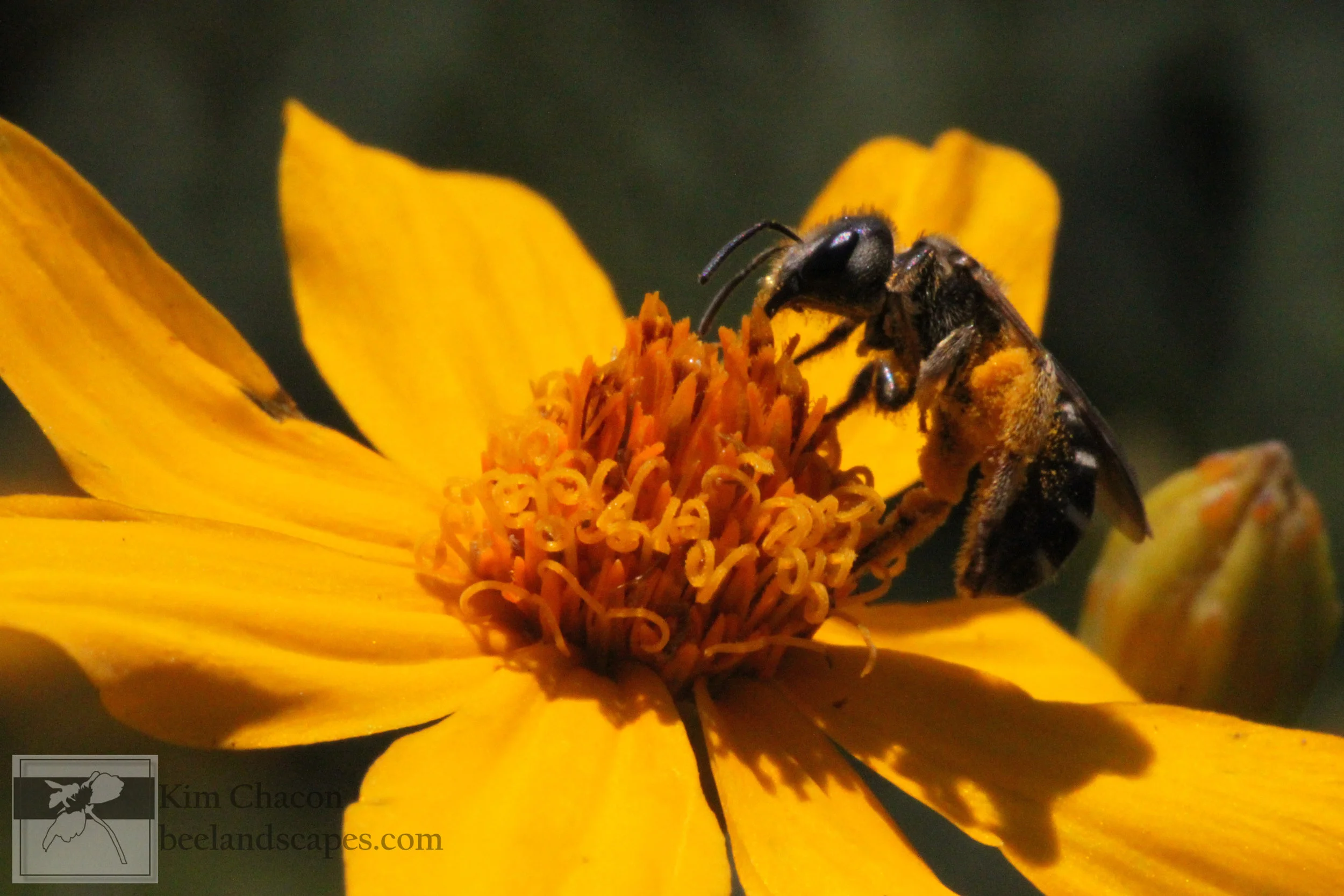 Resilient Bee Landscapes