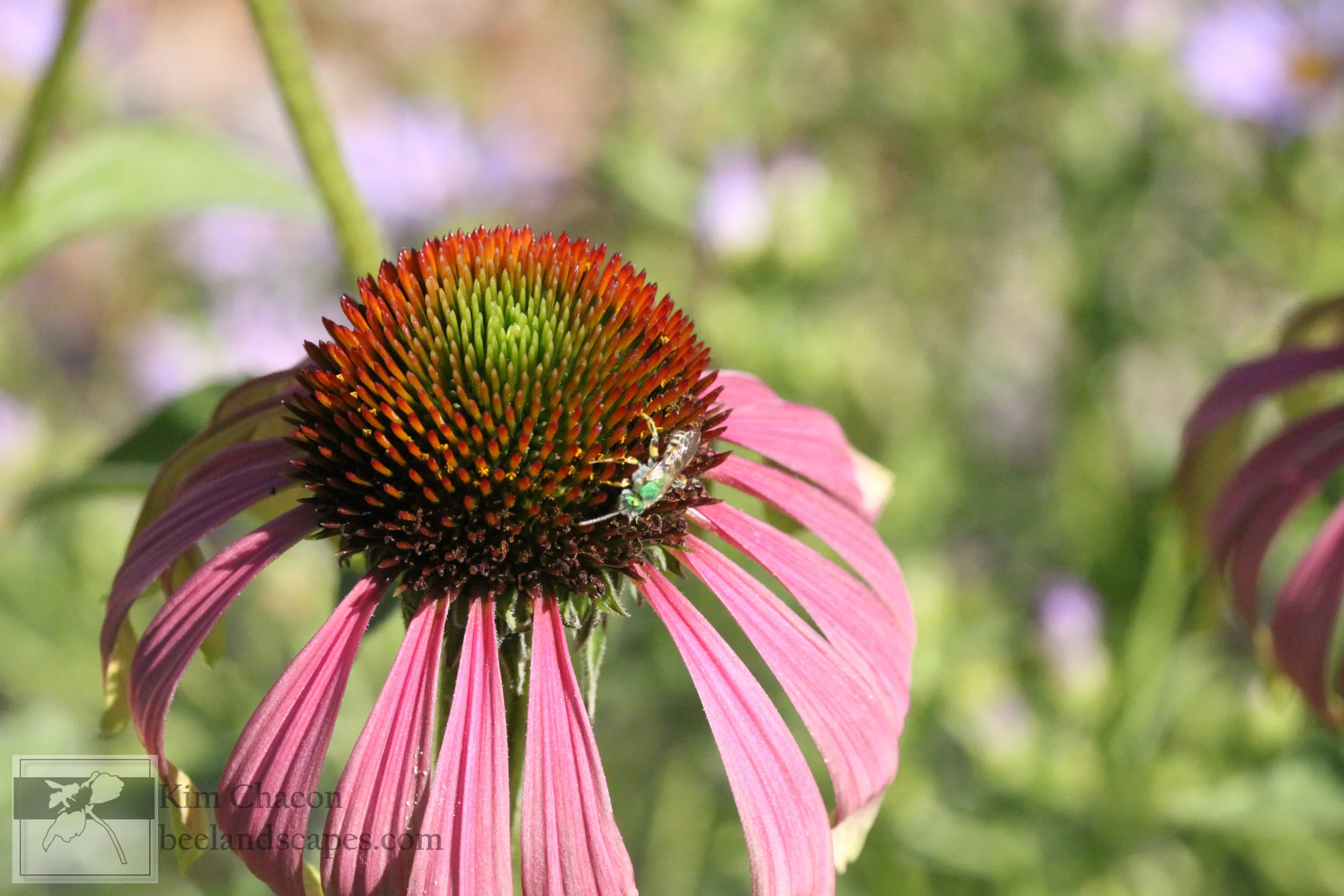 Resilient Bee Landscapes