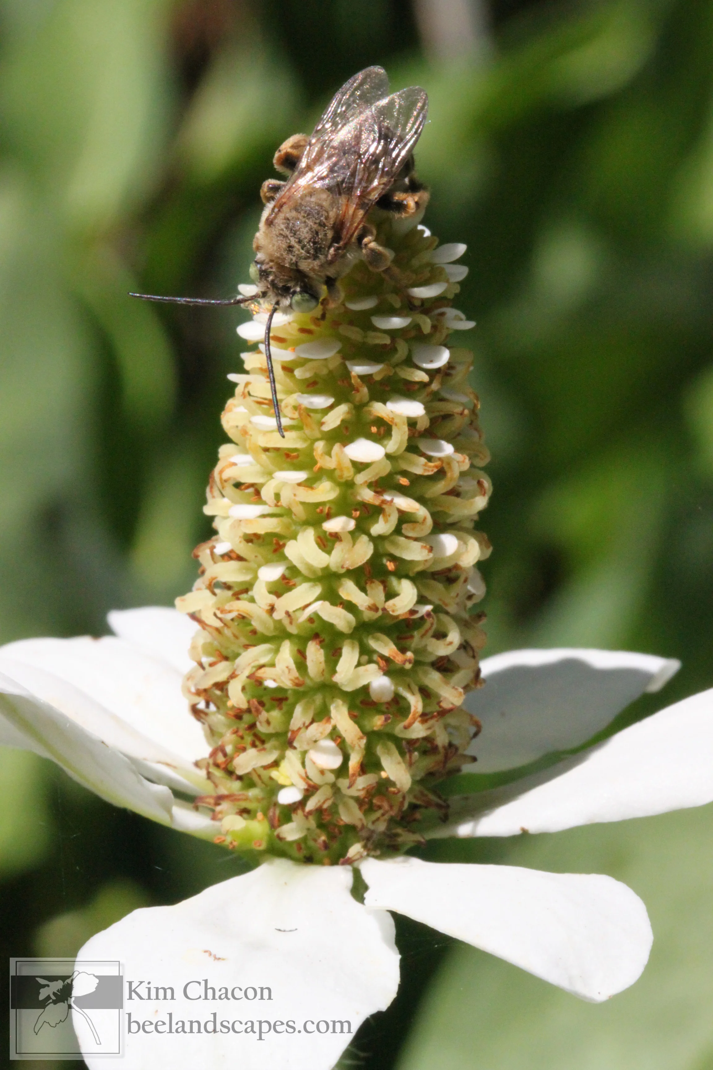 Resilient Bee Landscapes