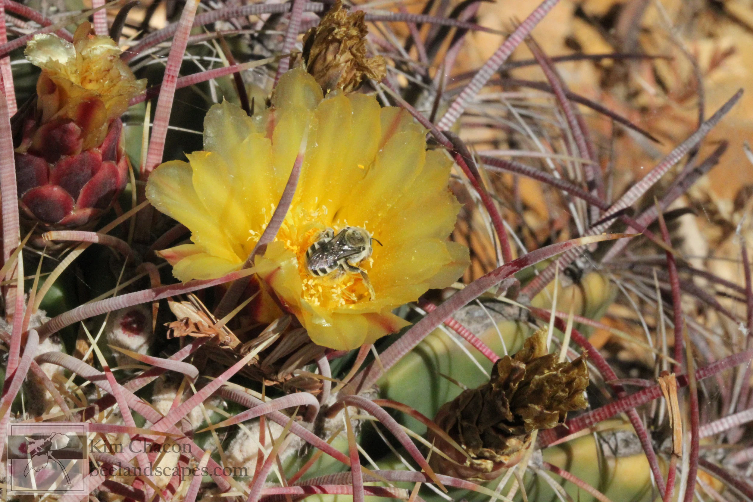 Resilient Bee Landscapes