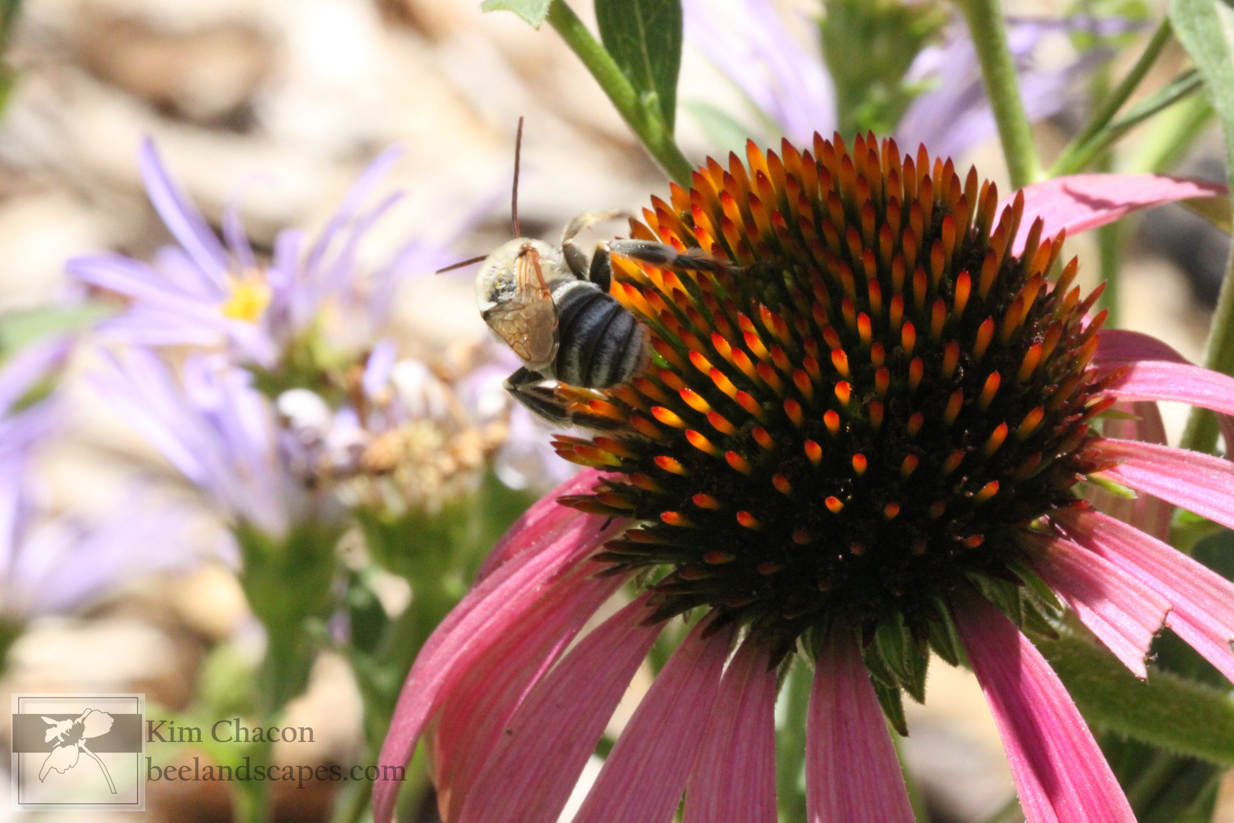 Resilient Bee Landscapes