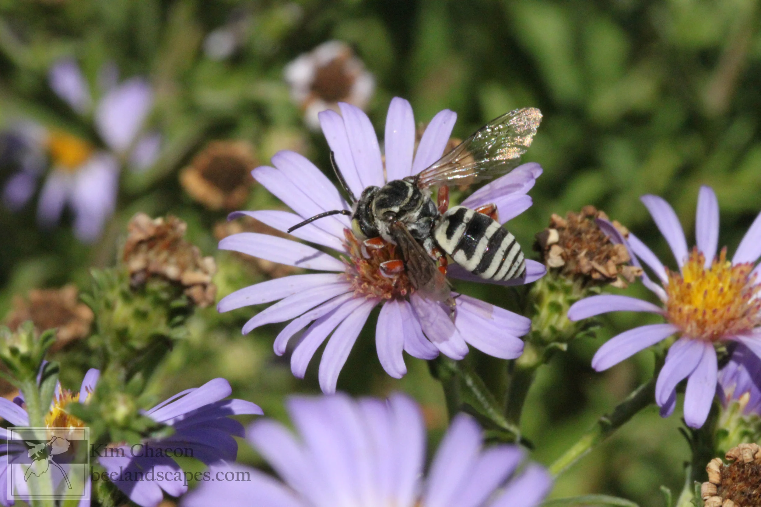 Resilient Bee Landscapes