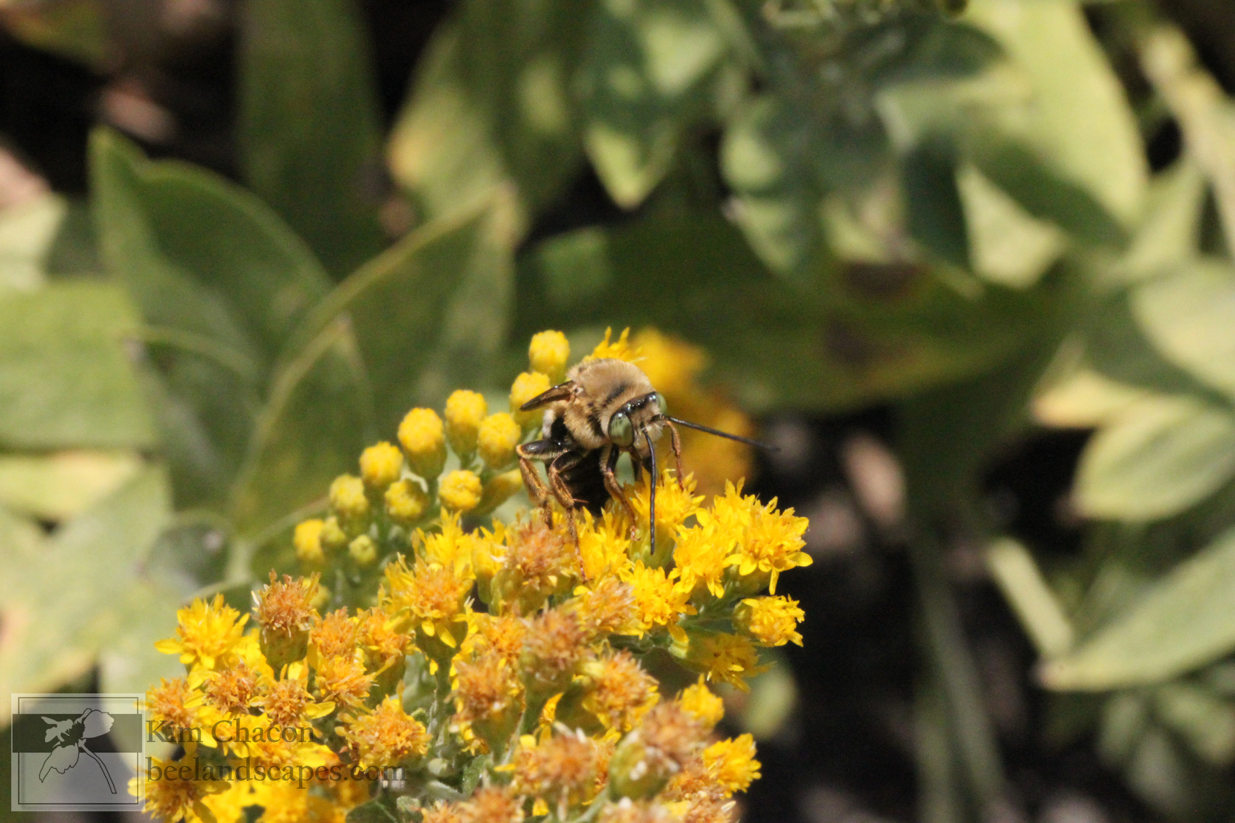 Resilient Bee Landscapes
