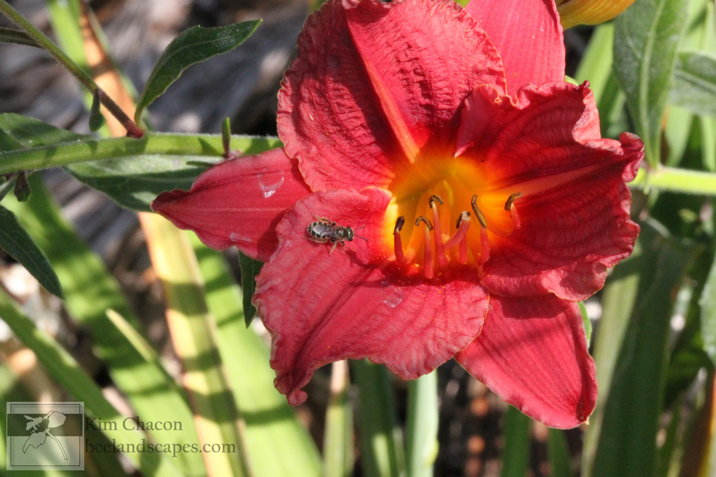 Resilient Bee Landscapes