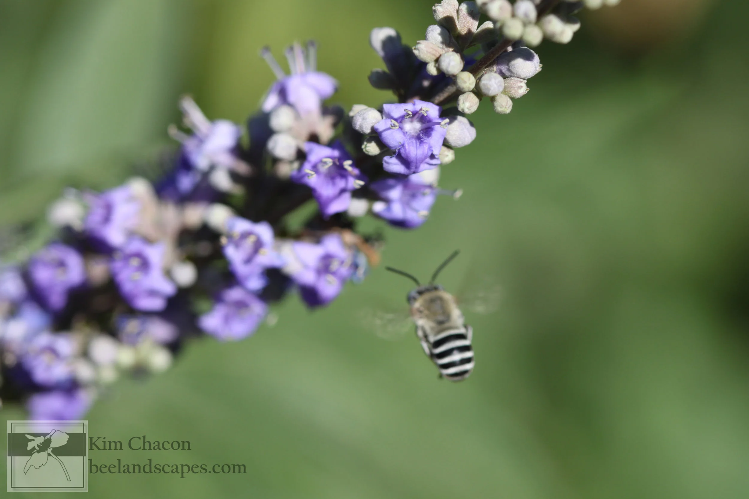 Resilient Bee Landscapes