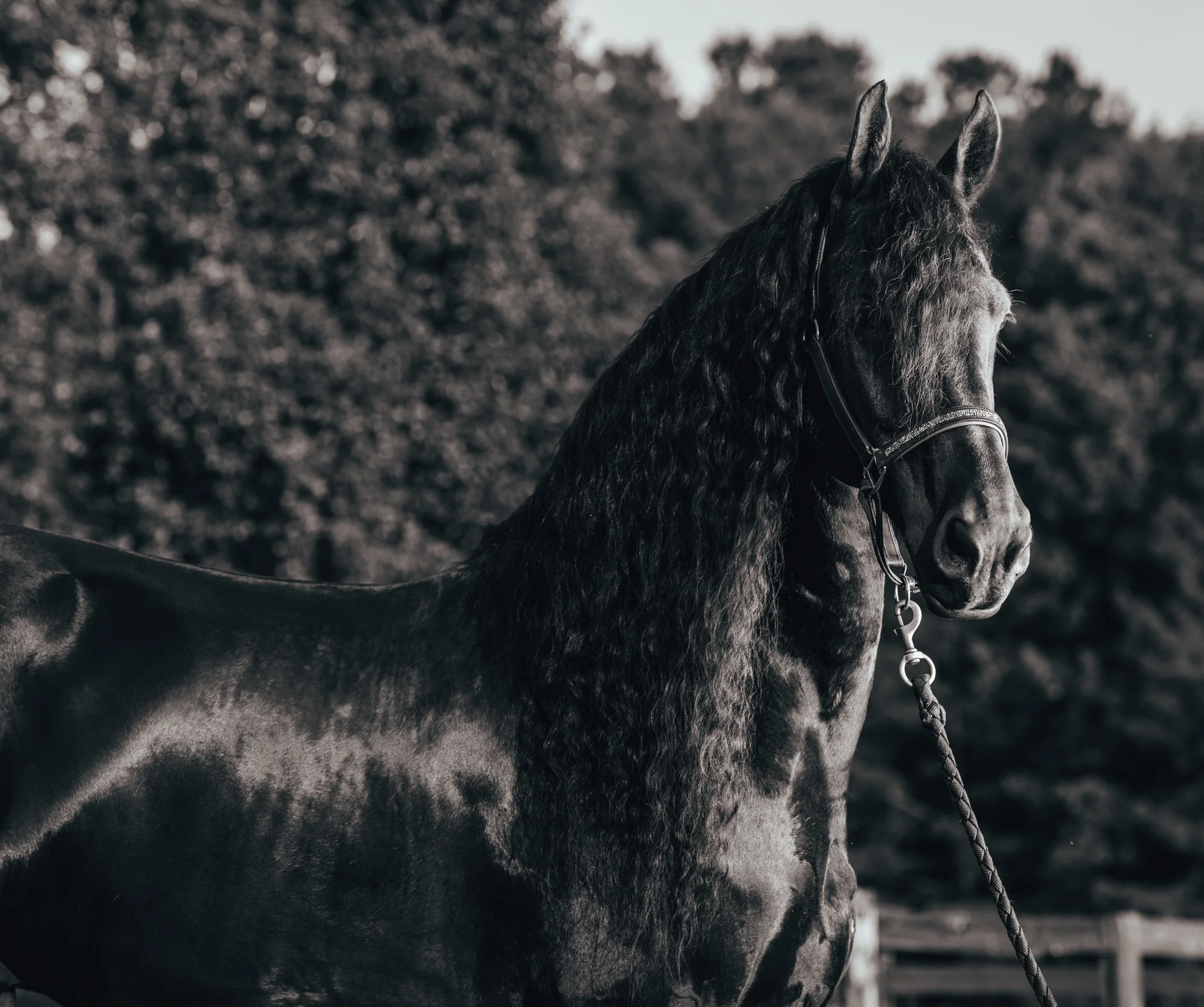 Grey Friesian Horse