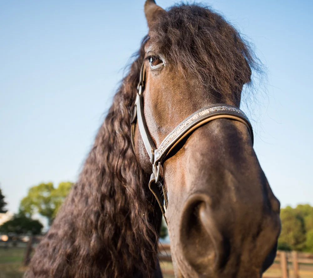 Up Close Friesian