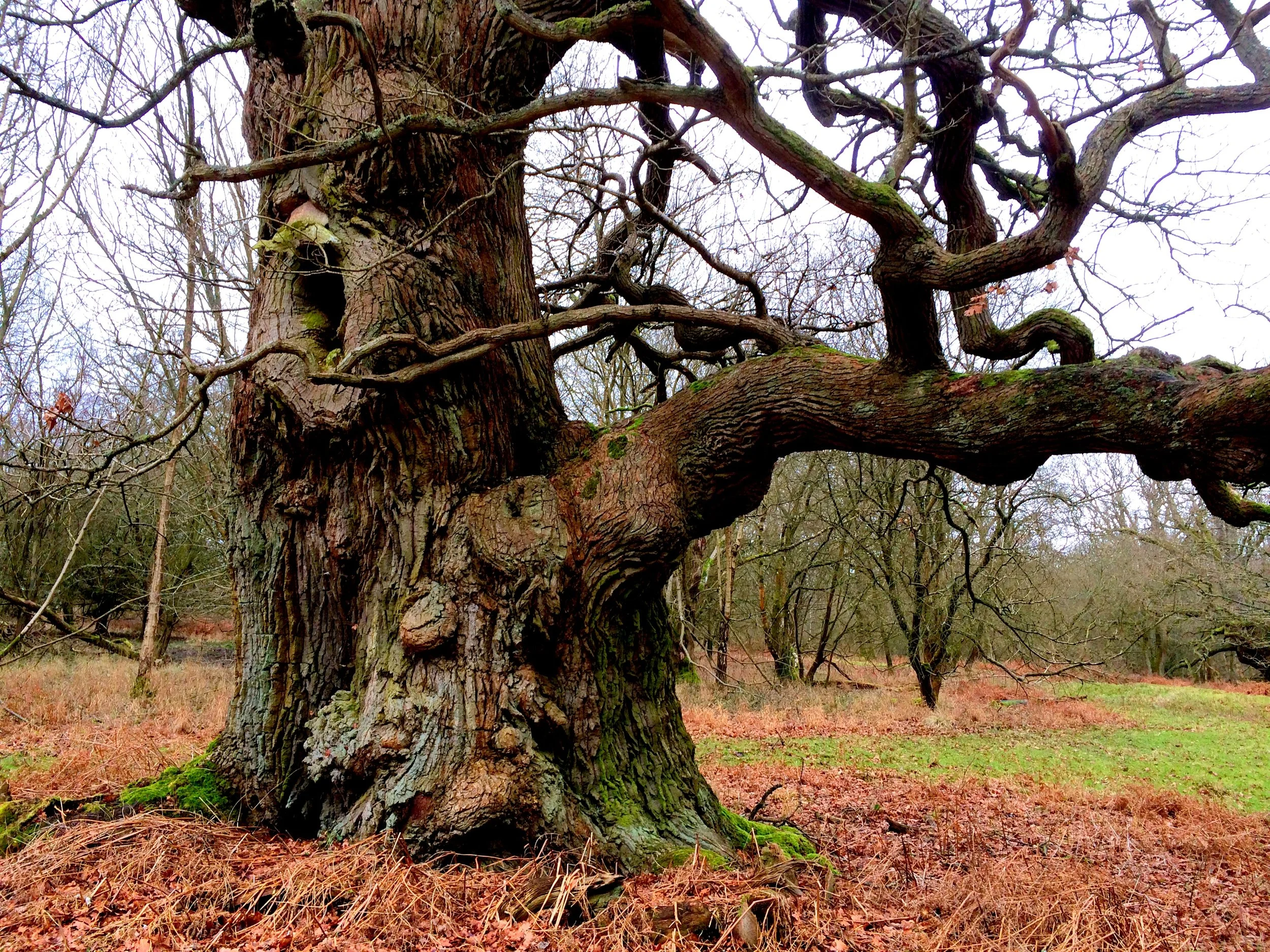 Heritage Tree Services Ltd