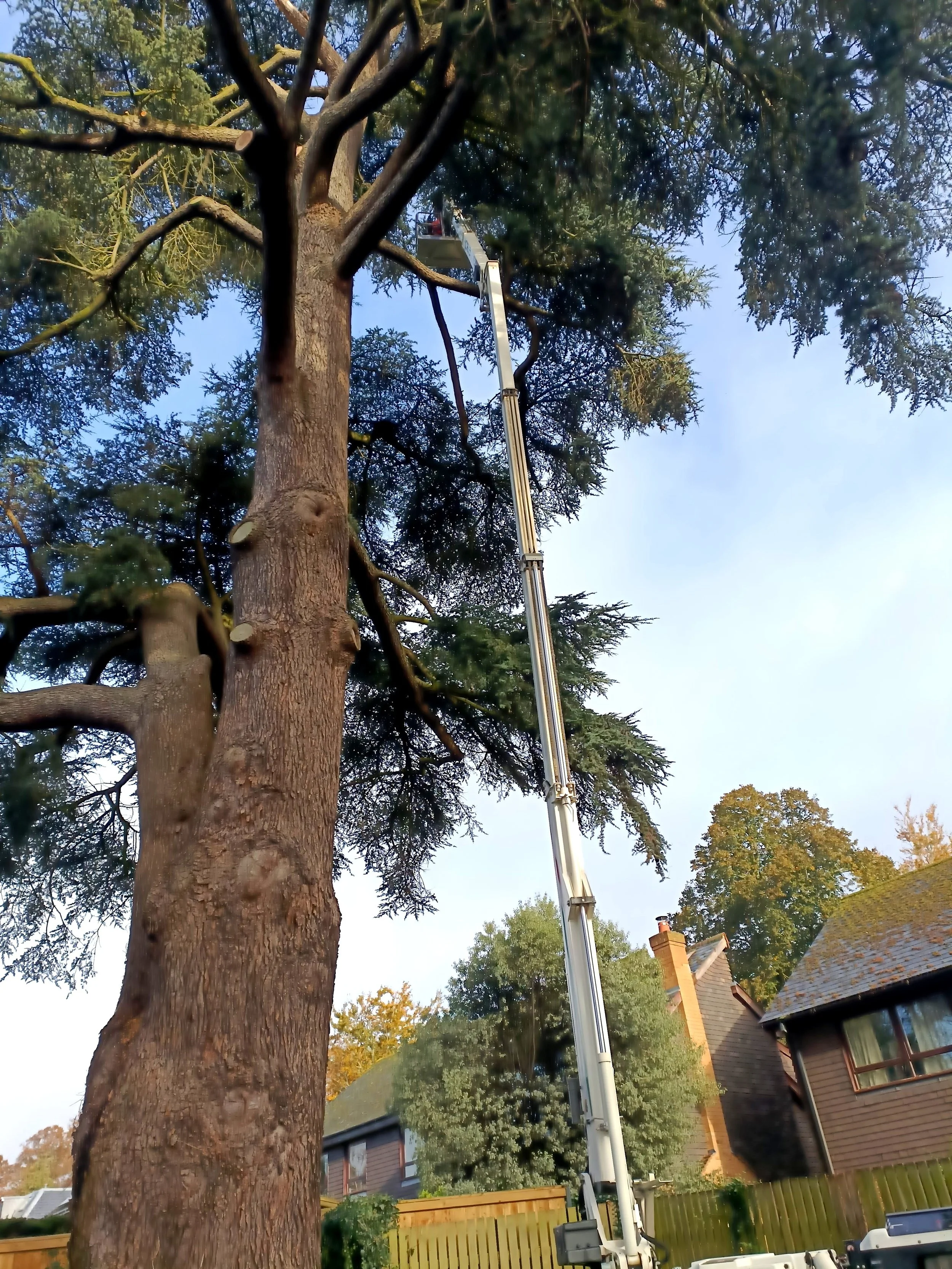 Tree Maintenance — Heritage Tree Services Ltd