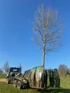 Tree Relocation — Heritage Tree Services Ltd
