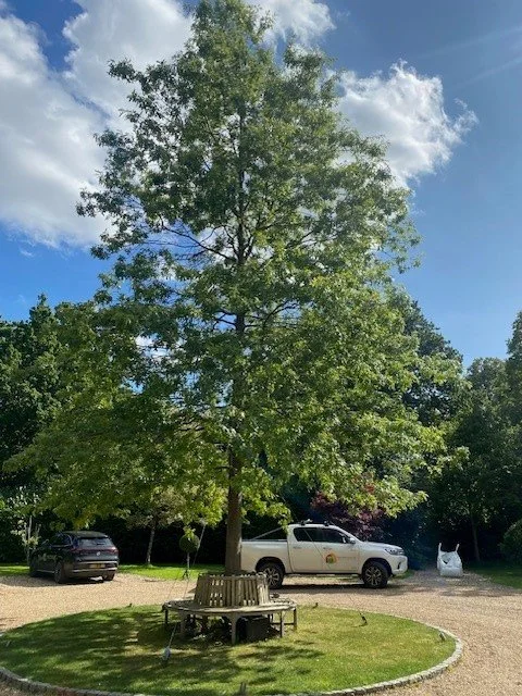 News — Heritage Tree Services Ltd