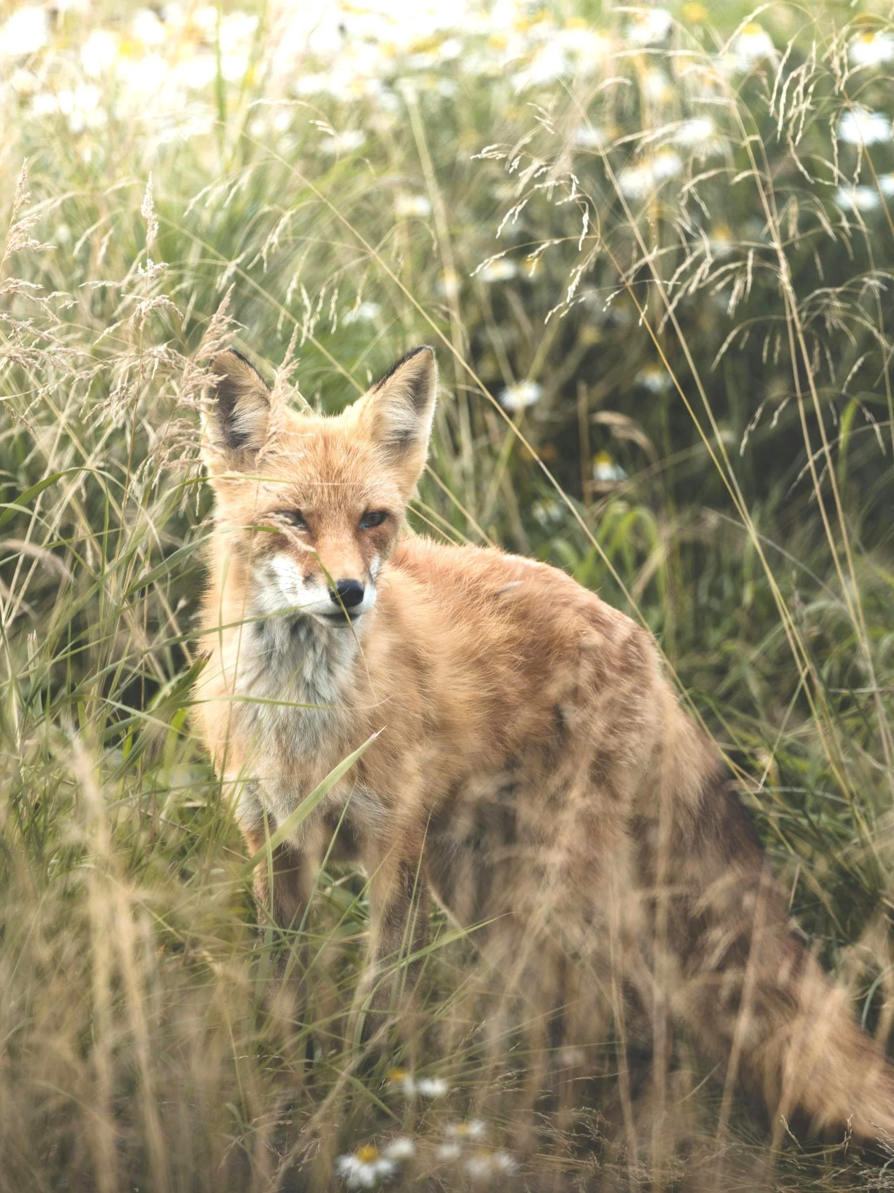 Fox Woman: The Shapeshifting Woman at the Threshold Between Worlds ...