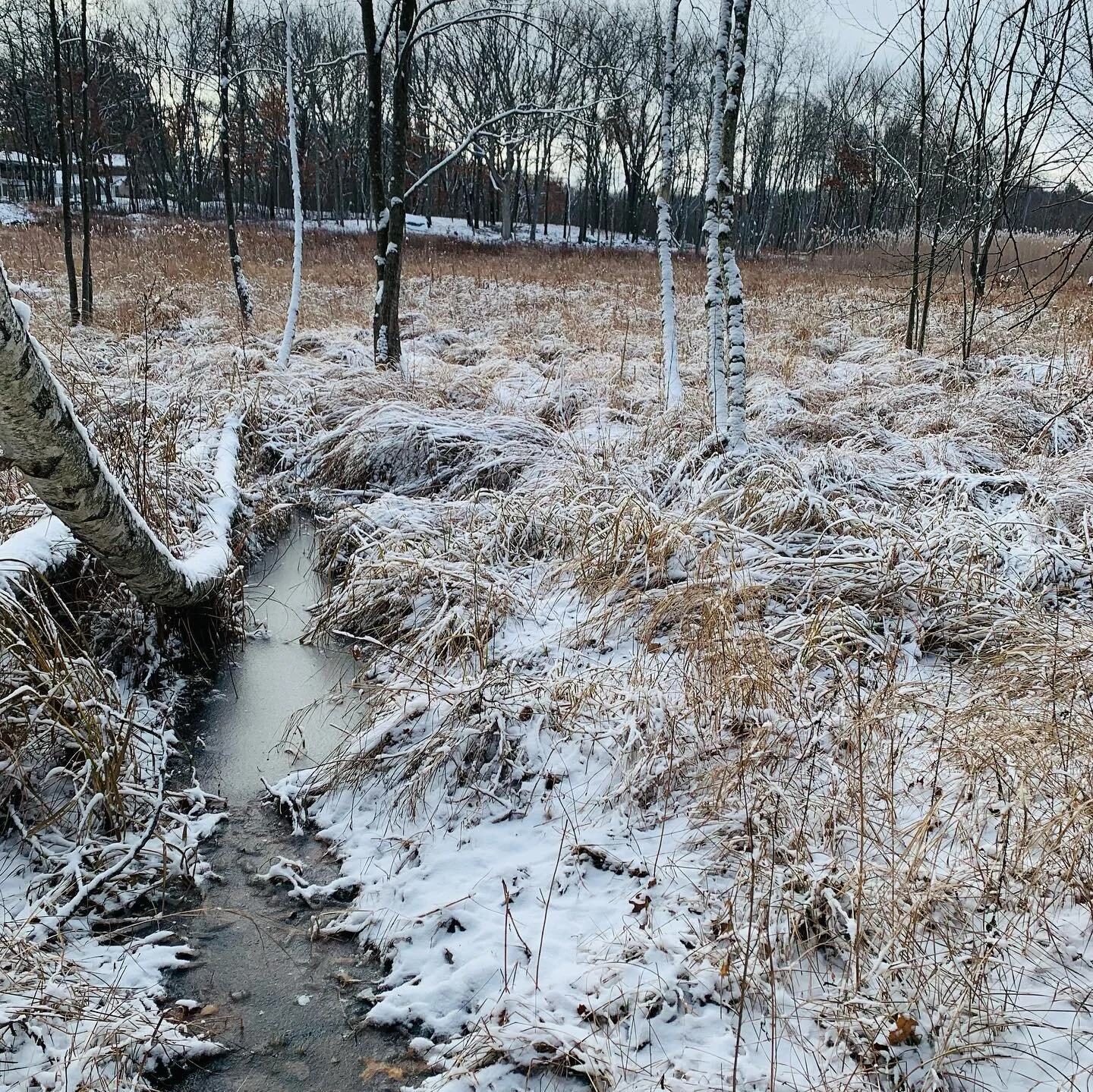 About Diem Dangers, Linocut Printmaker & Artist — Handcrafted Folktale ...