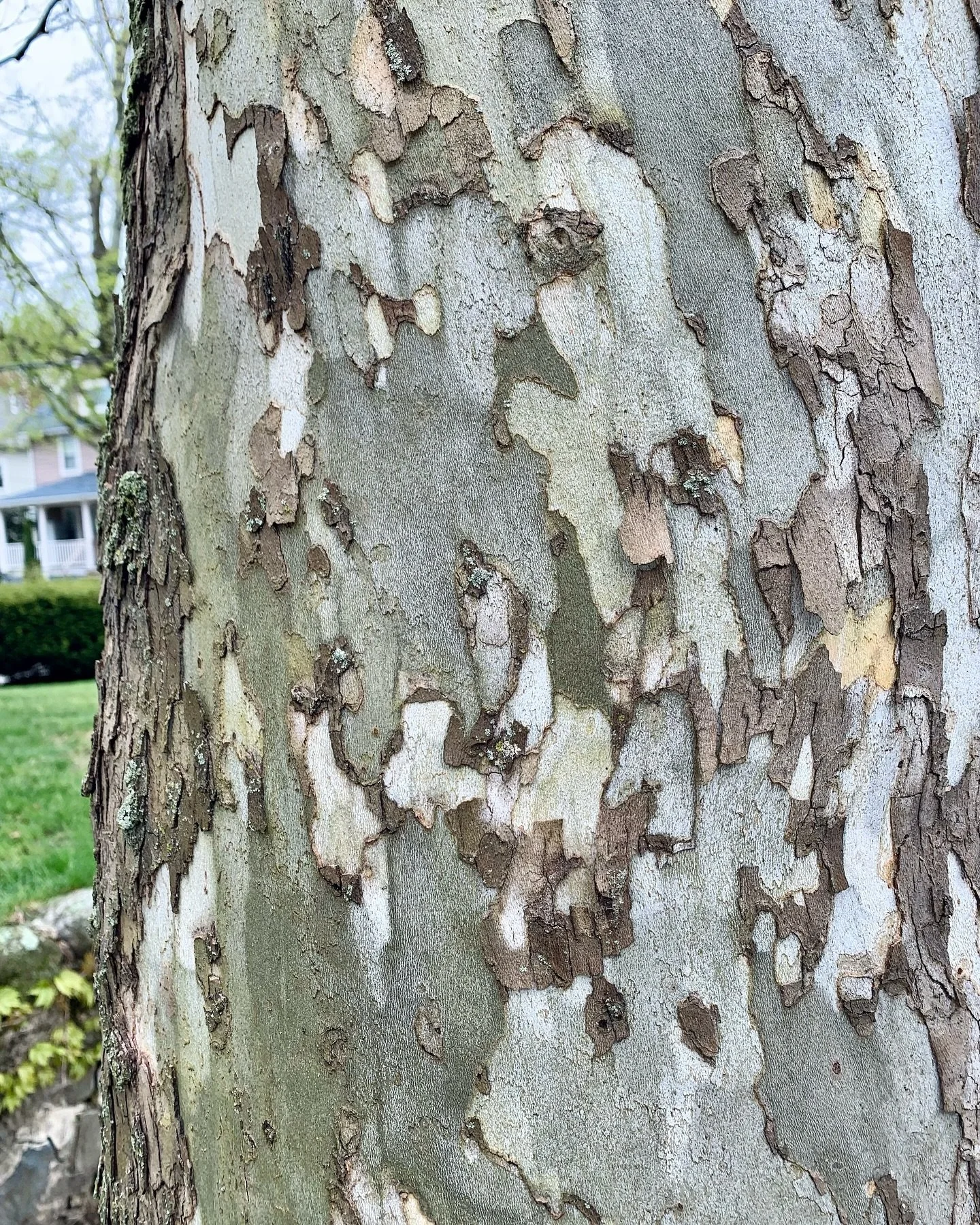 About Diem Dangers, Linocut Printmaker & Artist — Handcrafted Folktale ...