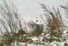 Owl and Raven: A Folktale of Beauty and Reciprocity — Handcrafted ...
