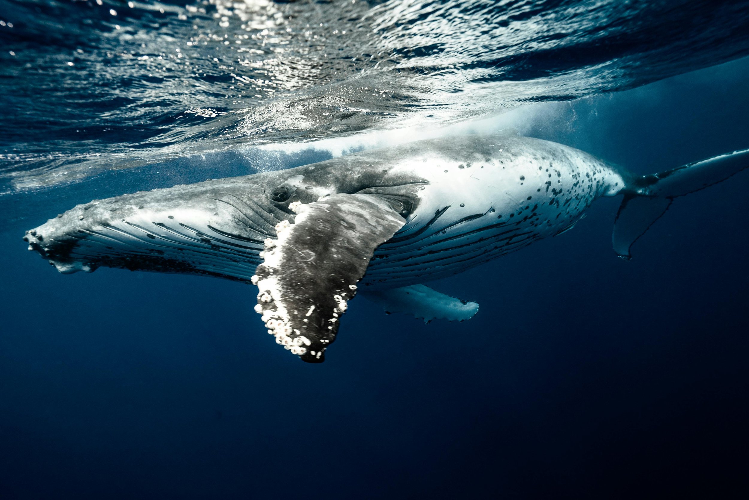 In the Belly of a Whale: Archetypal Monsters and Mothers in Maritime ...