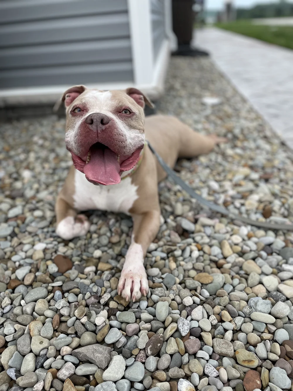 Adoptable Dogs — Hello Bully