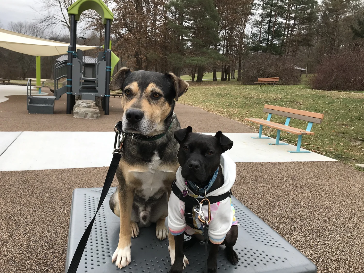 Basics and Beyond — Hello Bully