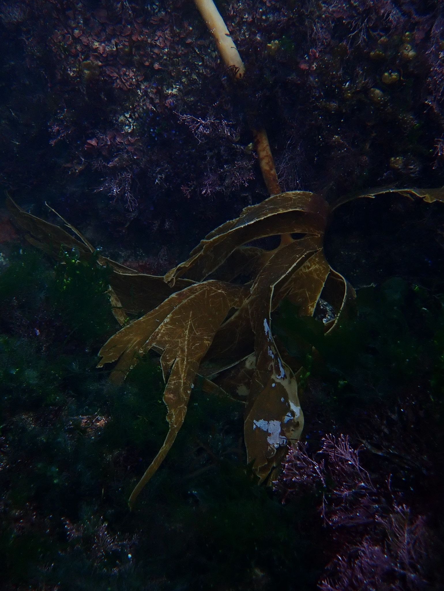 Seaweed: A brief history, foraging notes, and a coastal gallery ...