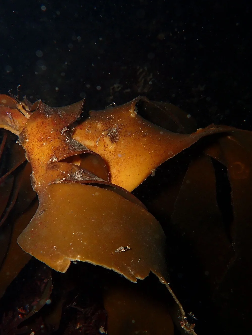 Seaweed: A brief history, foraging notes, and a coastal gallery ...