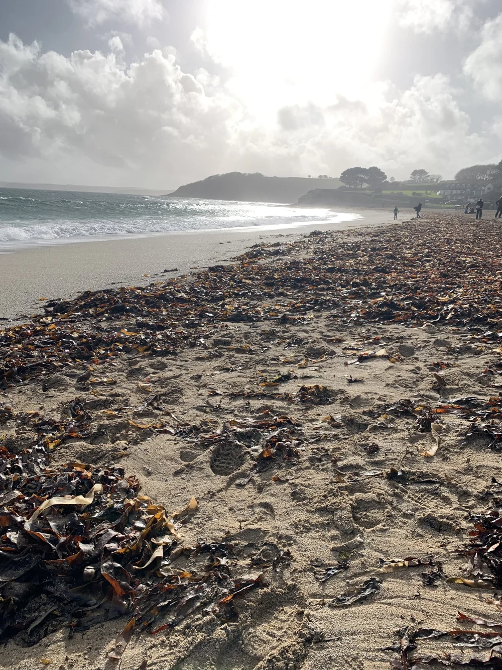 Seaweed: A brief history, foraging notes, and a coastal gallery ...