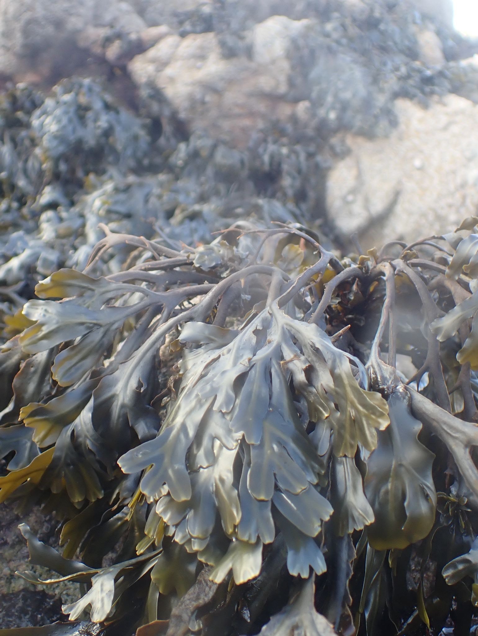 Seaweed: A brief history, foraging notes, and a coastal gallery ...