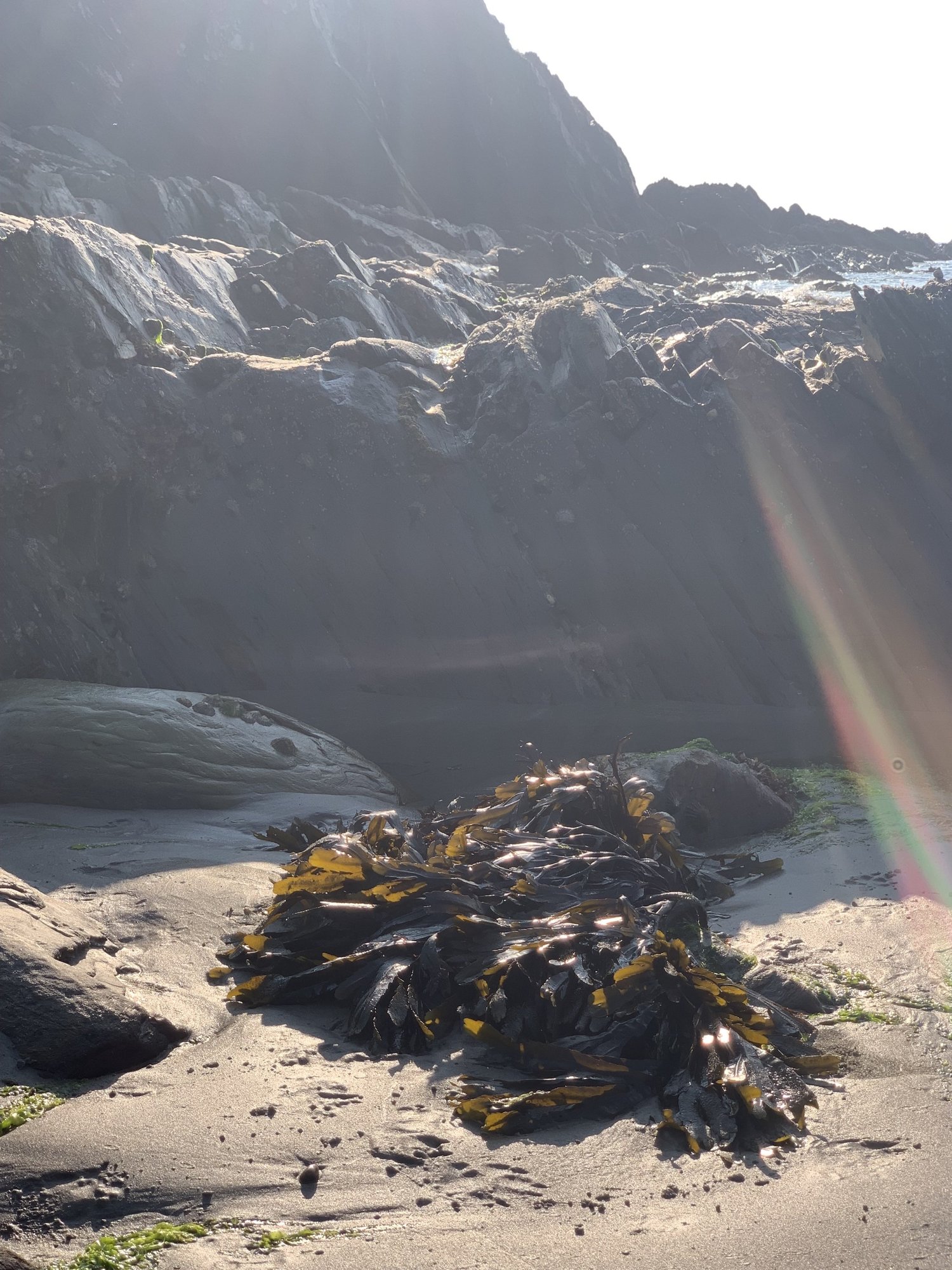 Seaweed: A brief history, foraging notes, and a coastal gallery ...
