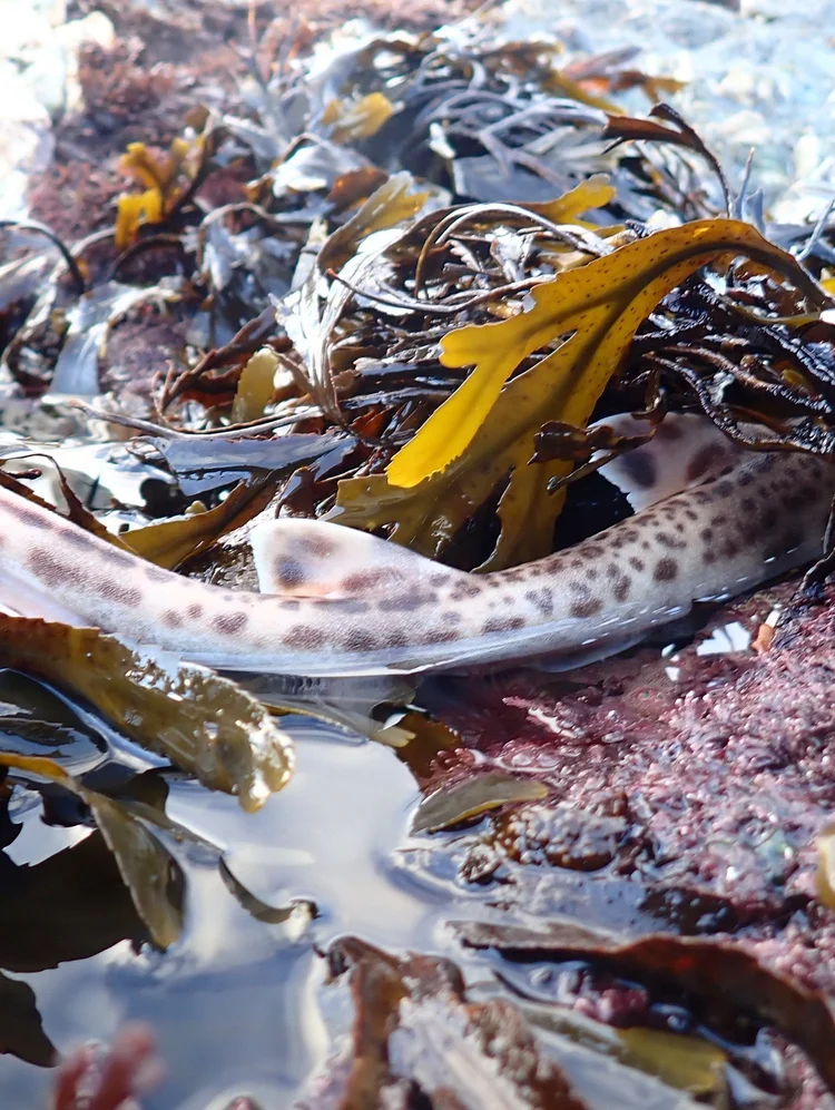 Seaweed: A brief history, foraging notes, and a coastal gallery ...
