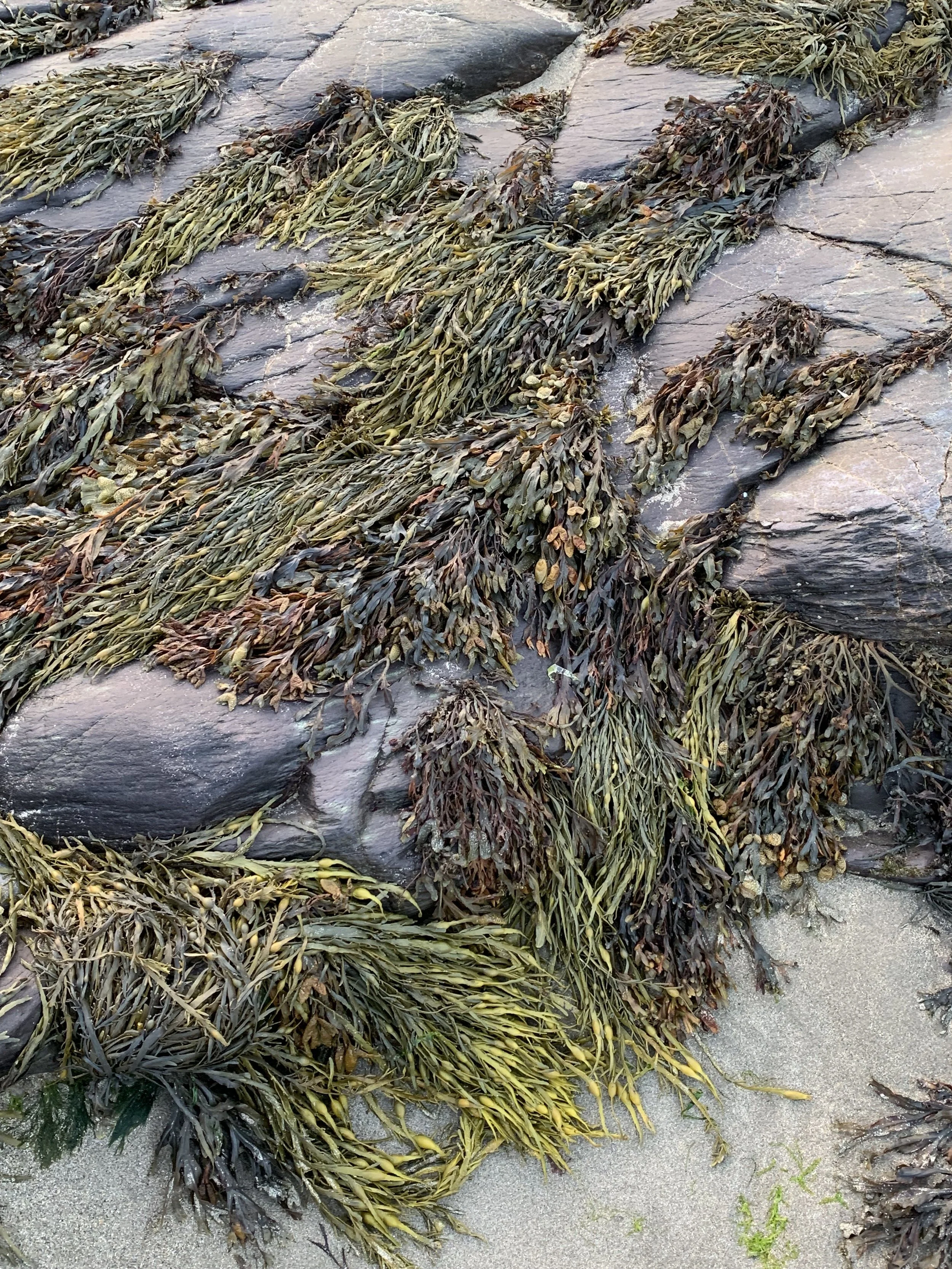 Seaweed: A brief history, foraging notes, and a coastal gallery ...