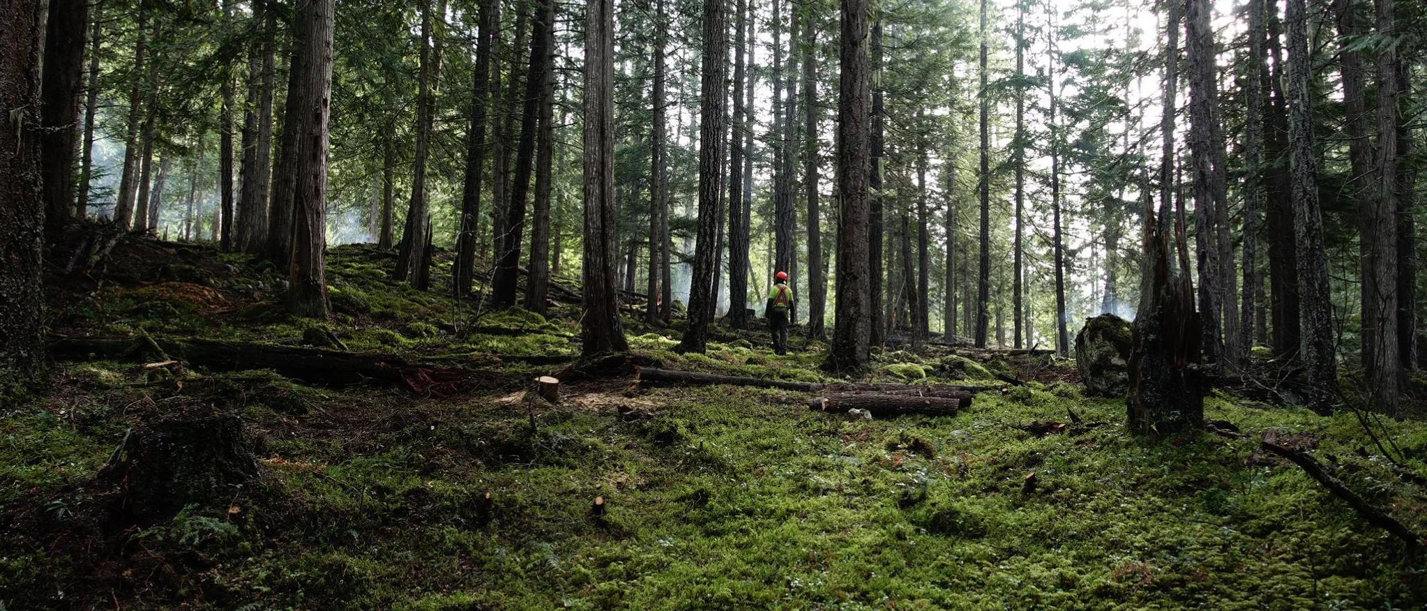Local Tree & Forestry Services | Balfour | Revelstoke