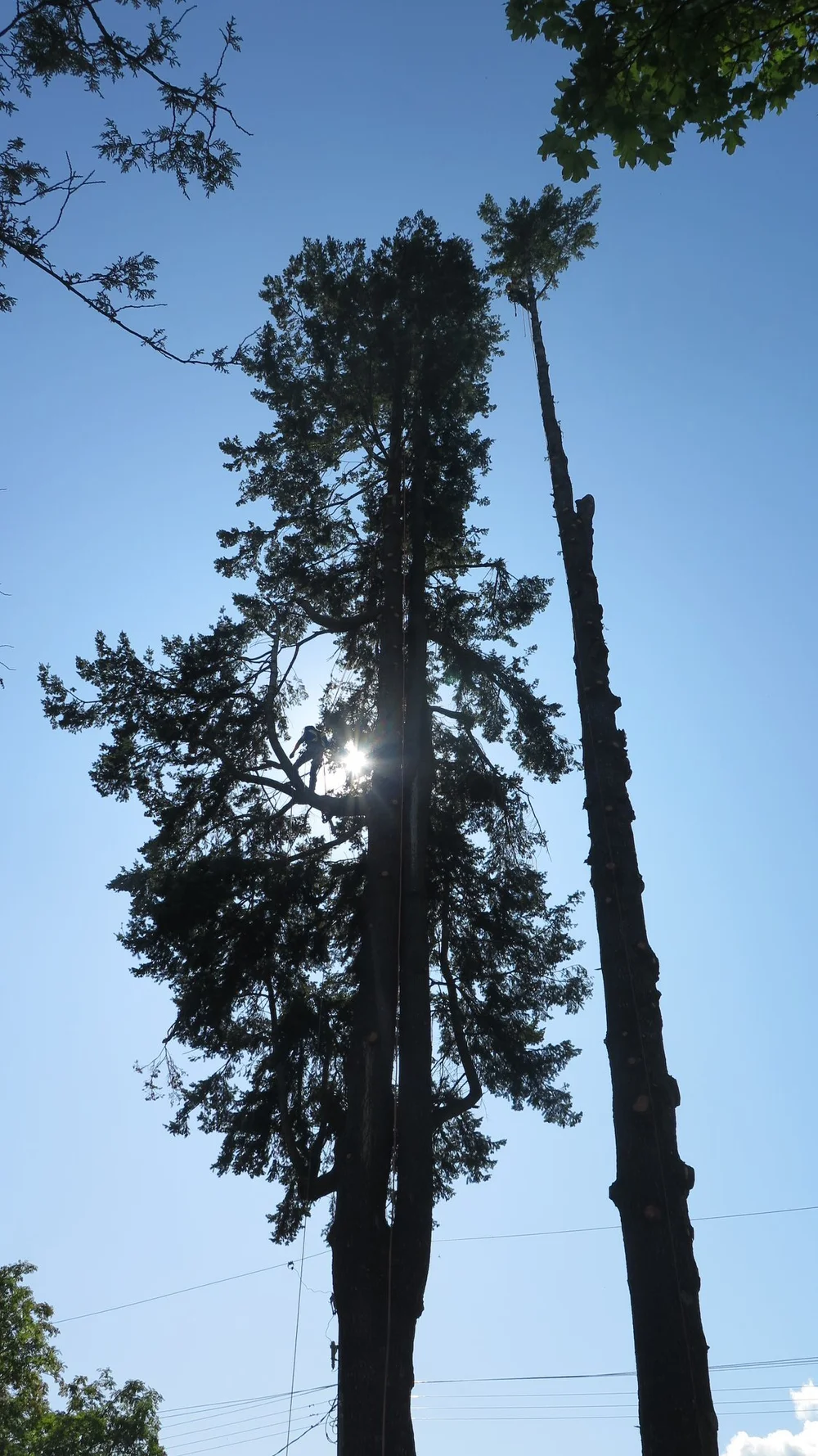 Home — Loki Tree Service