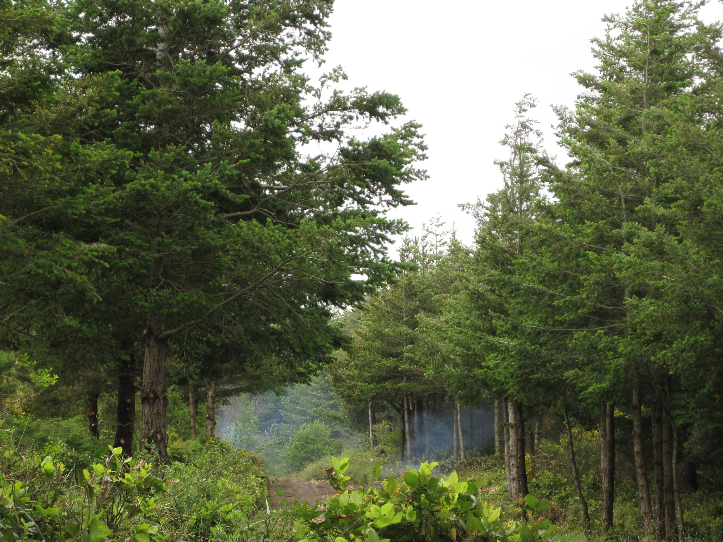 Fuel Treatment Crew Application Form — Loki Tree Service