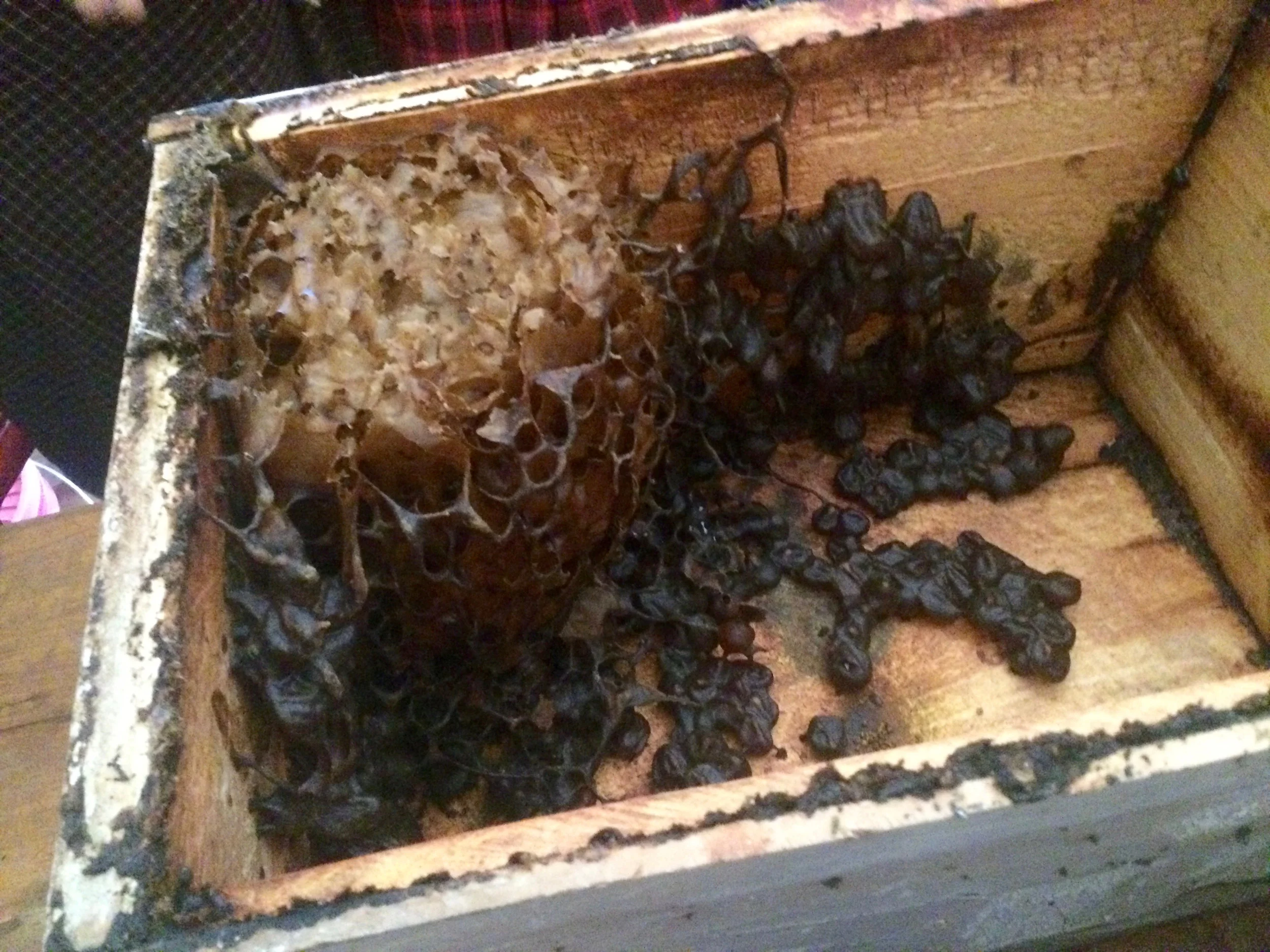 Stingless Honey — Maasai Honey