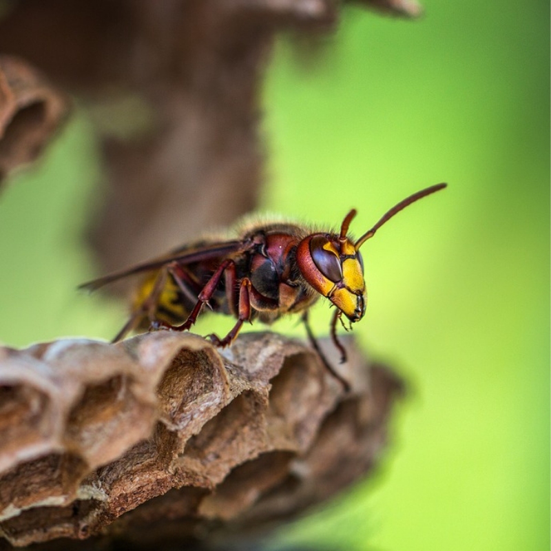 What Happens to Wasps and Hornets Over Winter? — APC Management