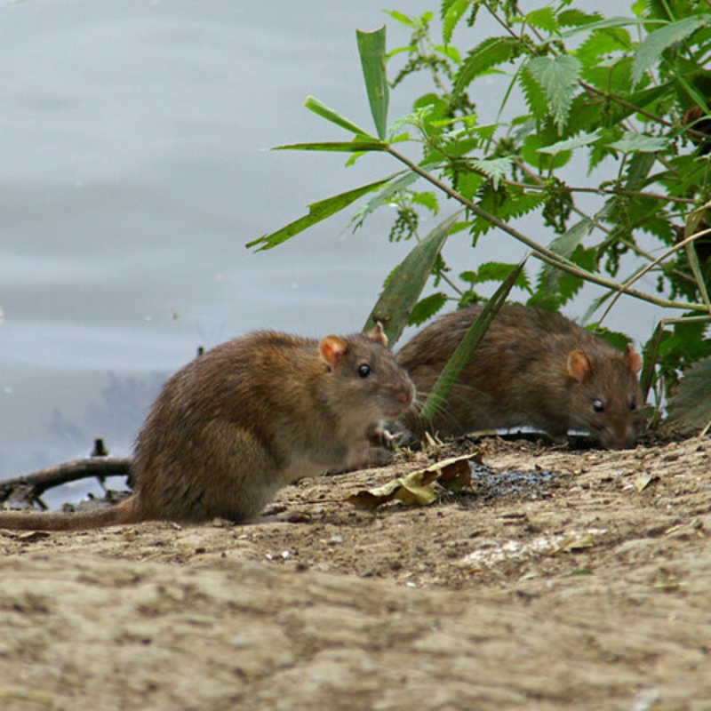 Rat Lifecycle — APC Management