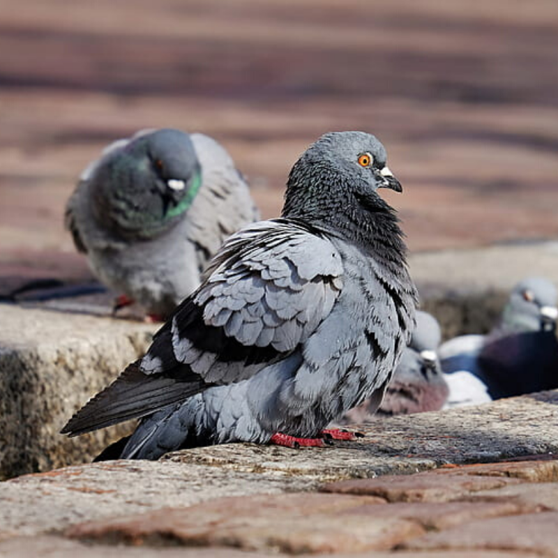 Pigeon Lifecycle — APC Management