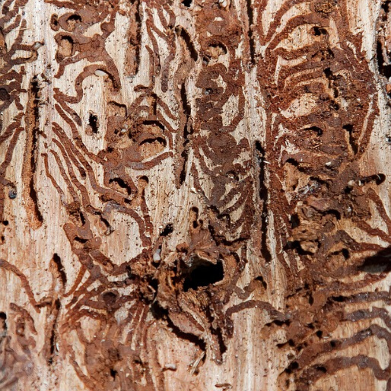 Woodworm Lifecycle — APC Management