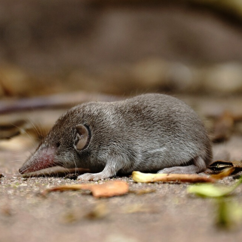 Rodents In The UK — APC Management