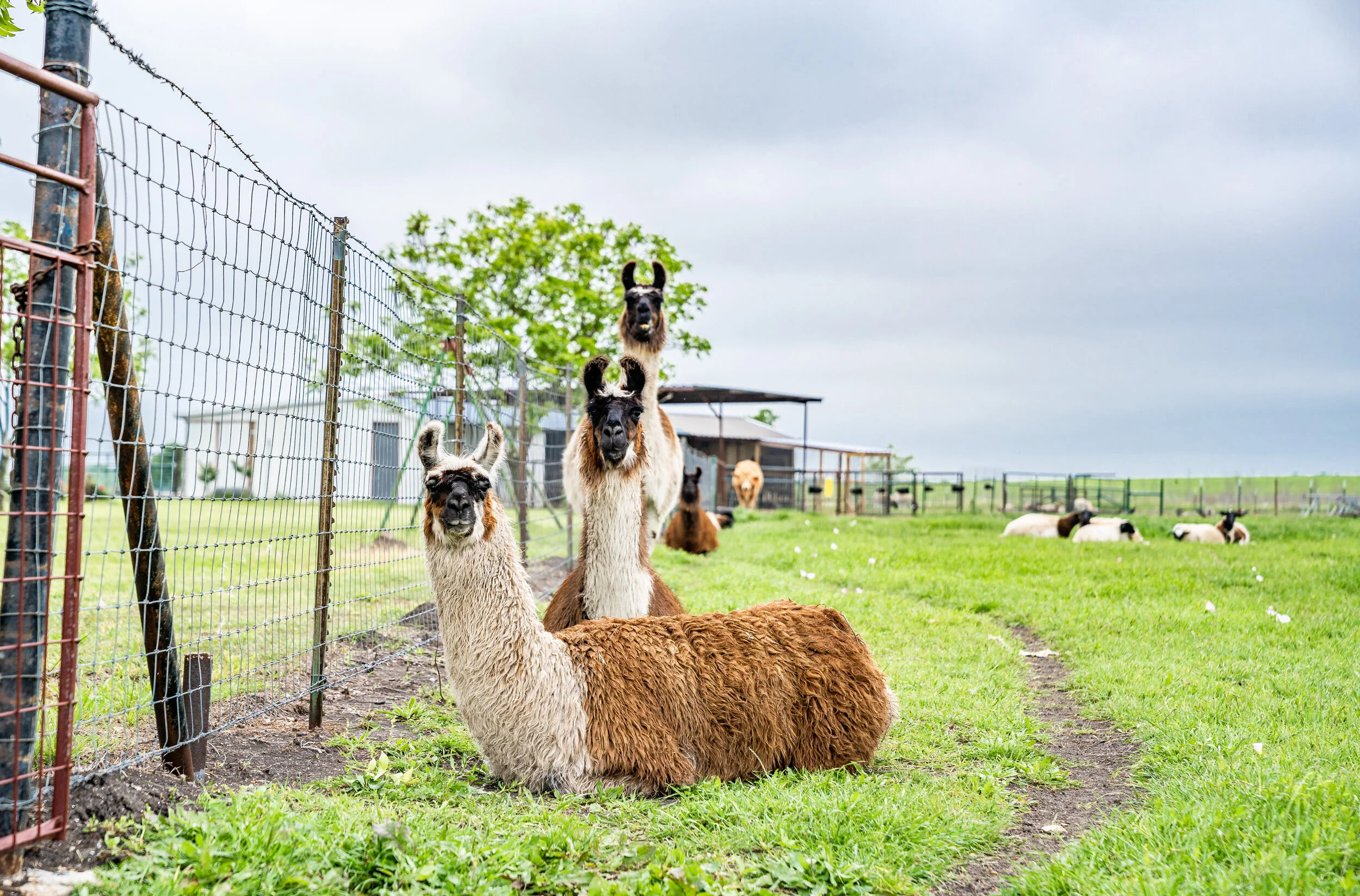 The Silo House At Laughing Llama Farm - Vacation Rental