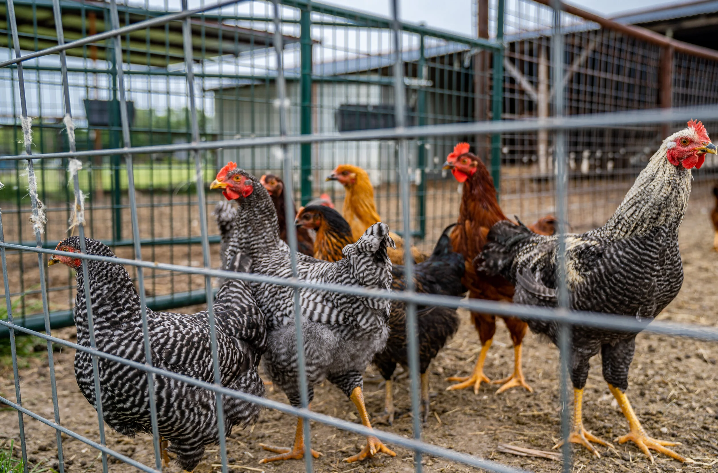 The Silo House At Laughing Llama Farm - Vacation Rental