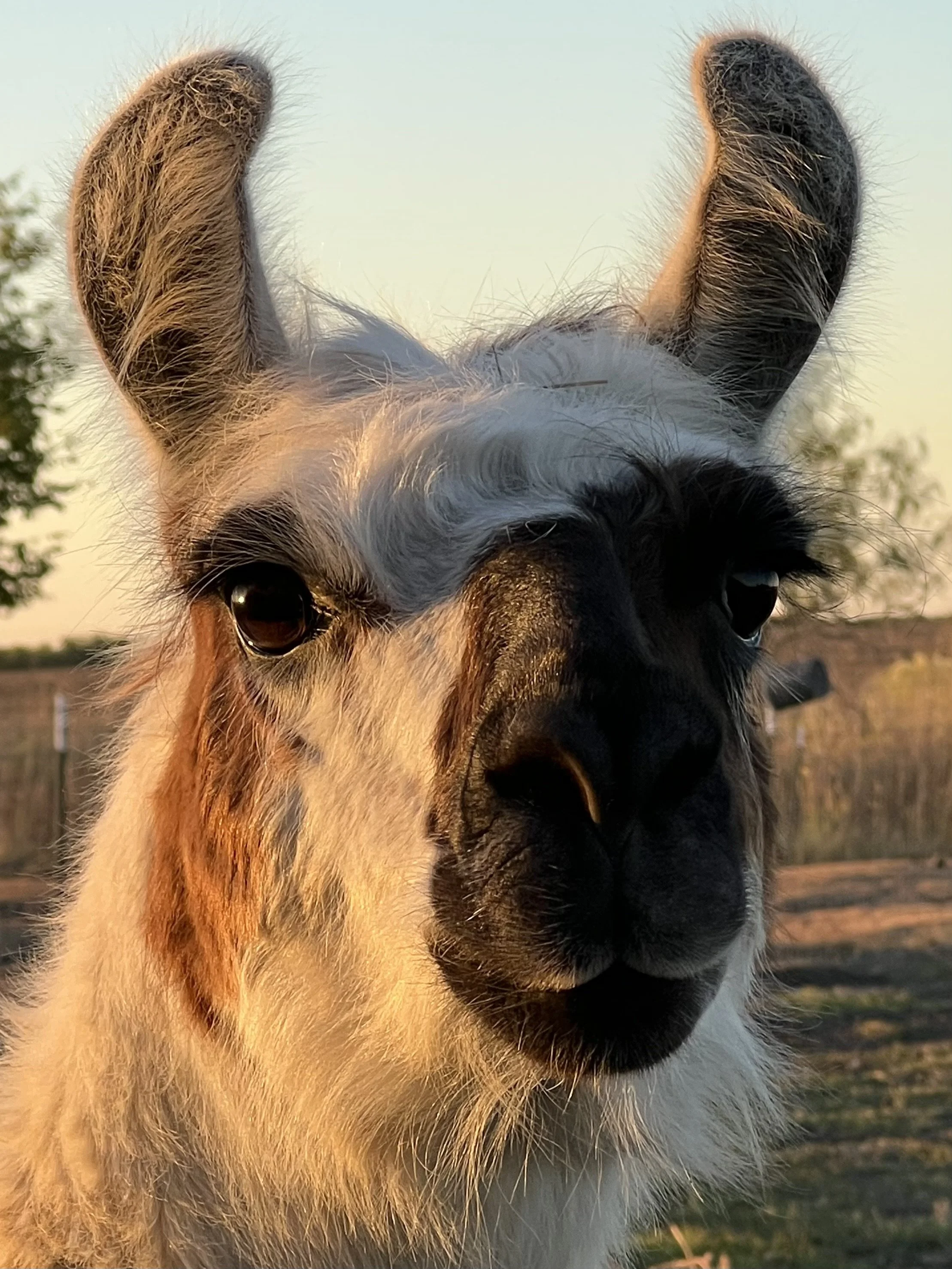 Laughing Llama