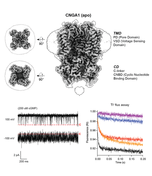 Research — Nimigean Lab