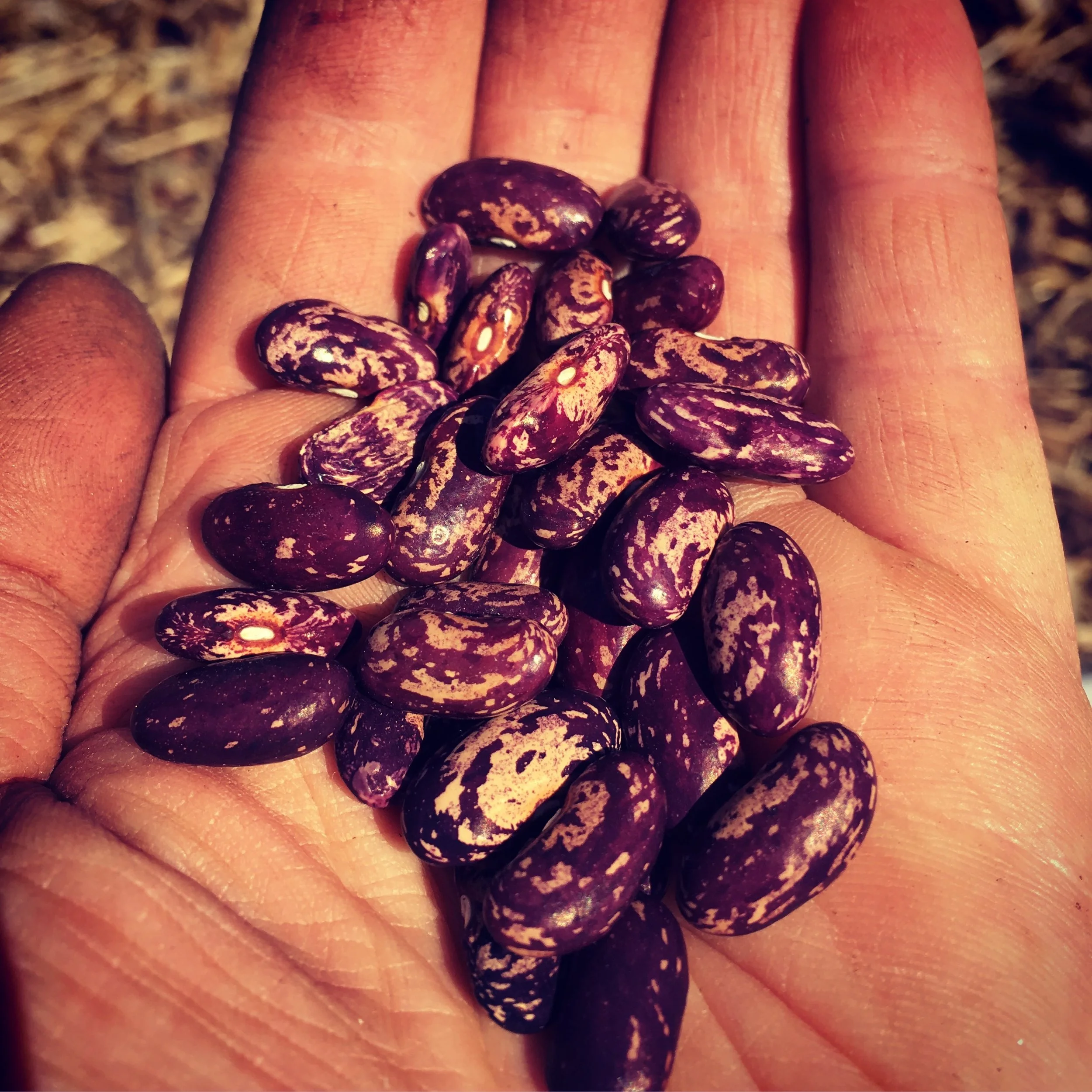 Sprig and Sprout Permaculture