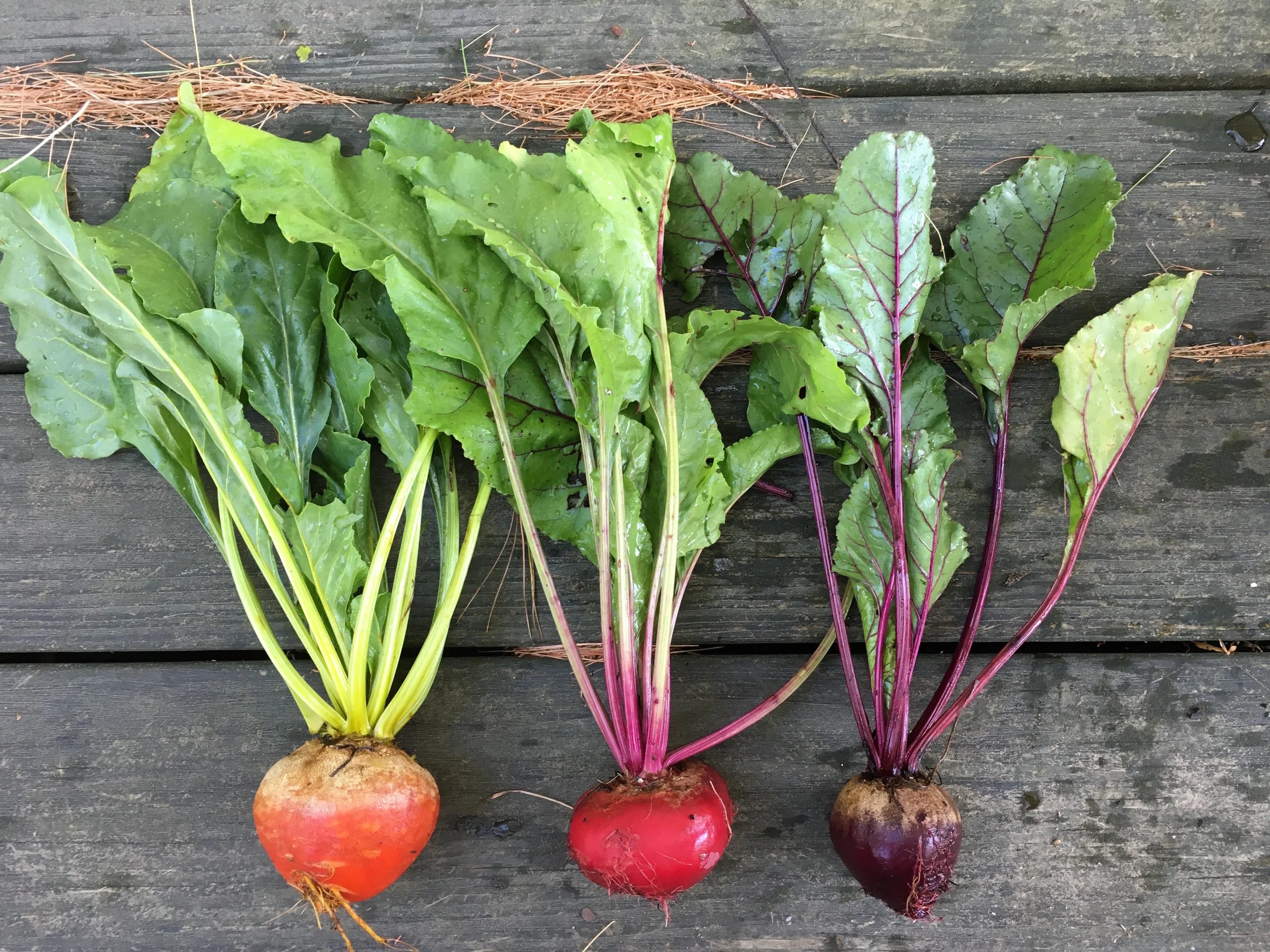 Sprig and Sprout Permaculture