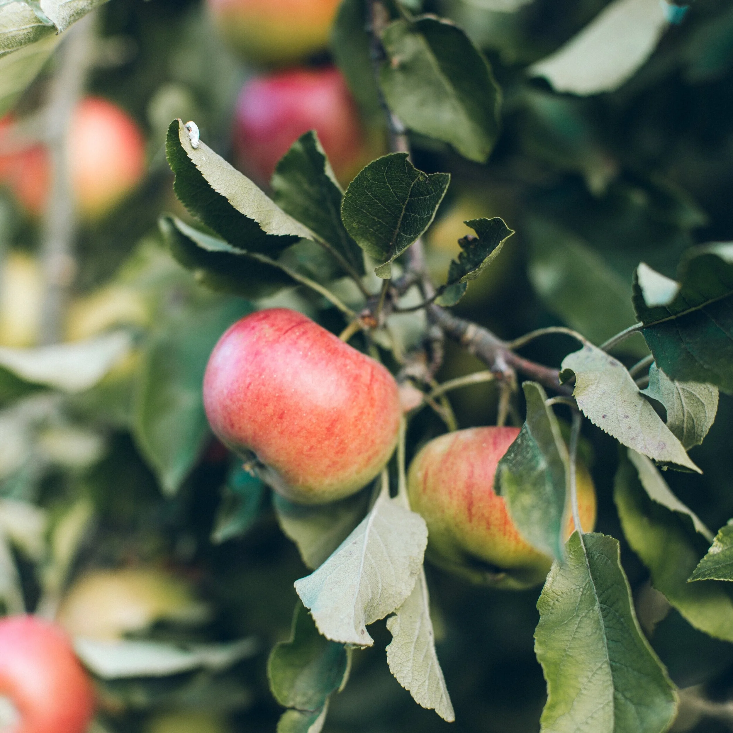 All Programs — Apple Valley School