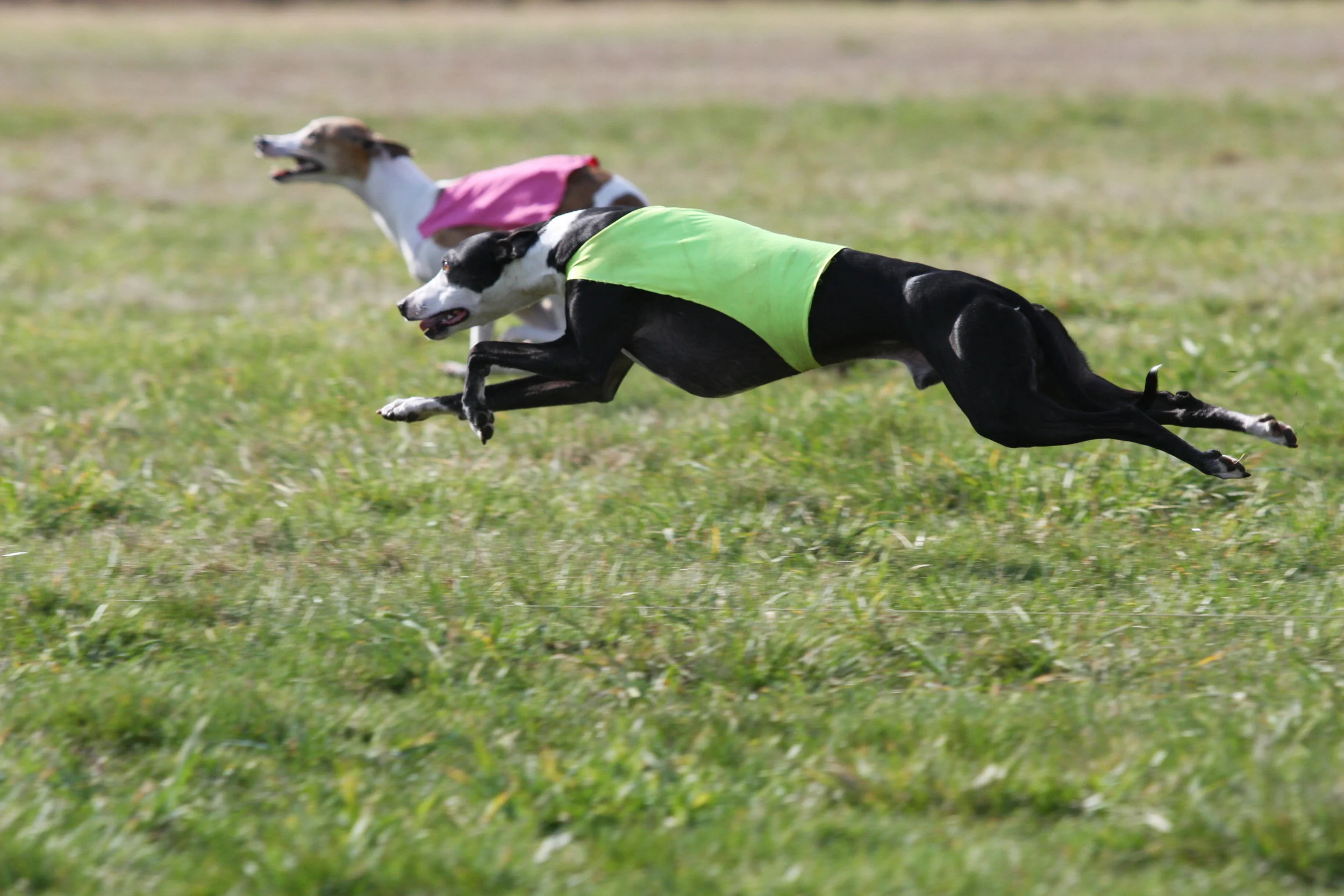 Serendipity Whippets