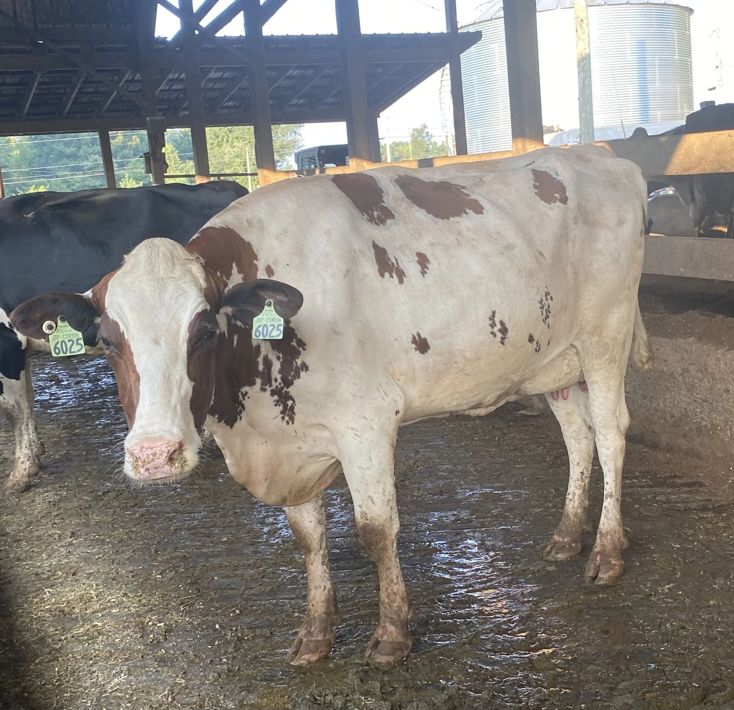 Holstein High TPI and Slick Donors